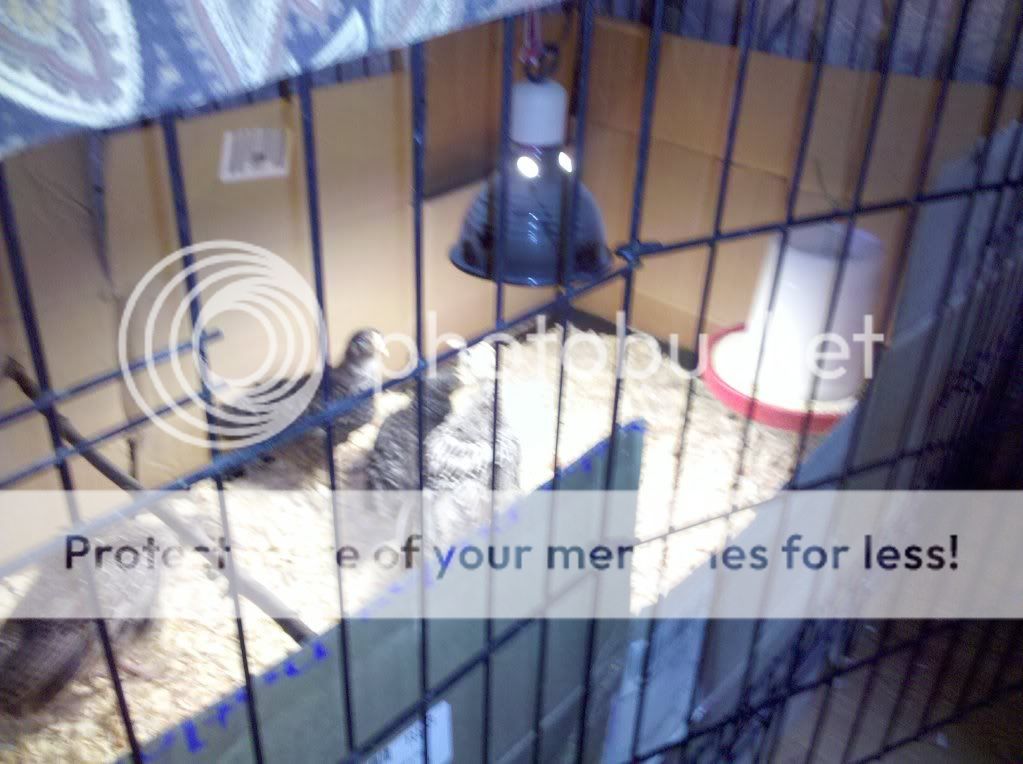 Converting my dog crate to an indoor brooder? | BackYard Chickens ...